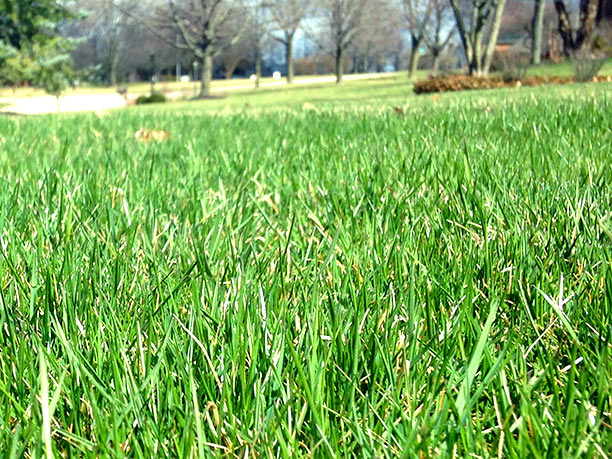Finally, Green Grass Here In The Miami Valley - Buckeye EcoCare