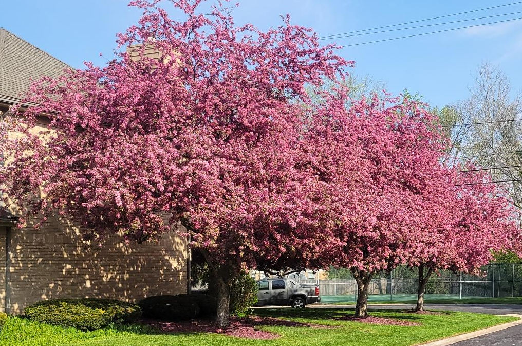 The Beauty of Crabapple Trees - Buckeye EcoCare
